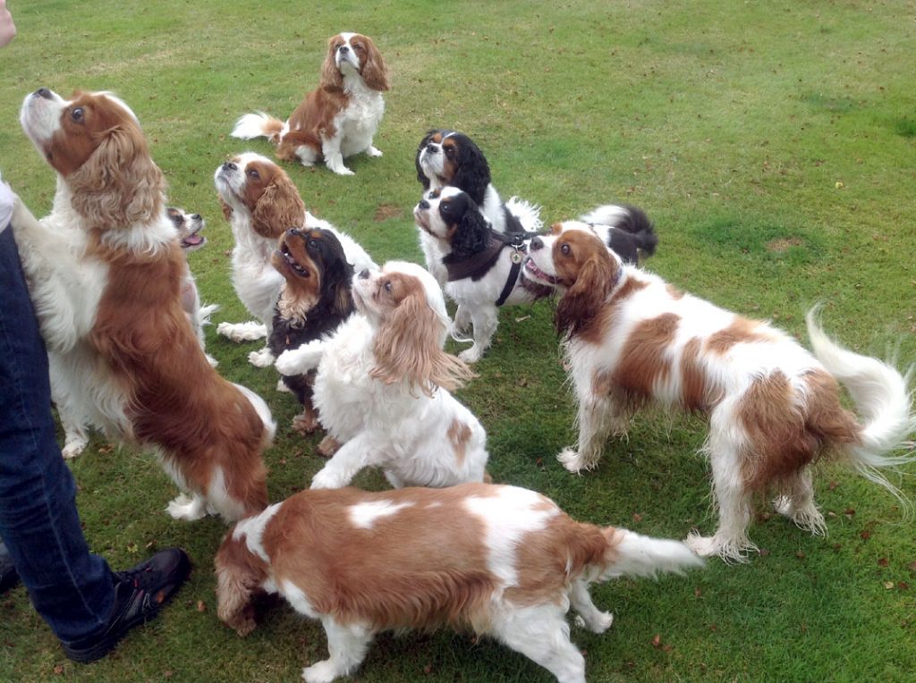 MCADD – Cavalier Matters