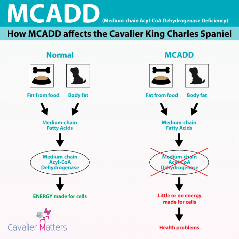 MCADD – Cavalier Matters