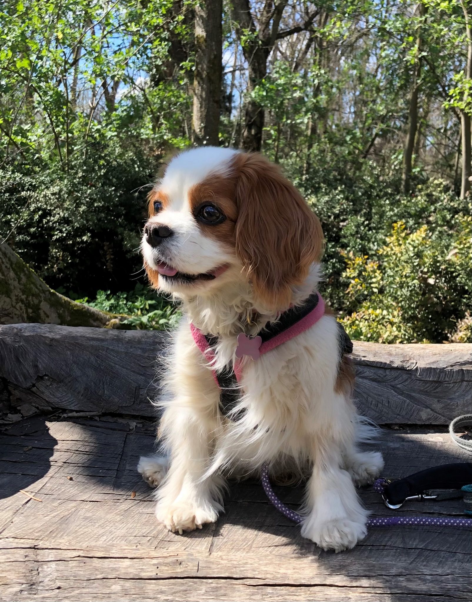 Protein Losing Enteropathy (PLE) – Cavalier Matters