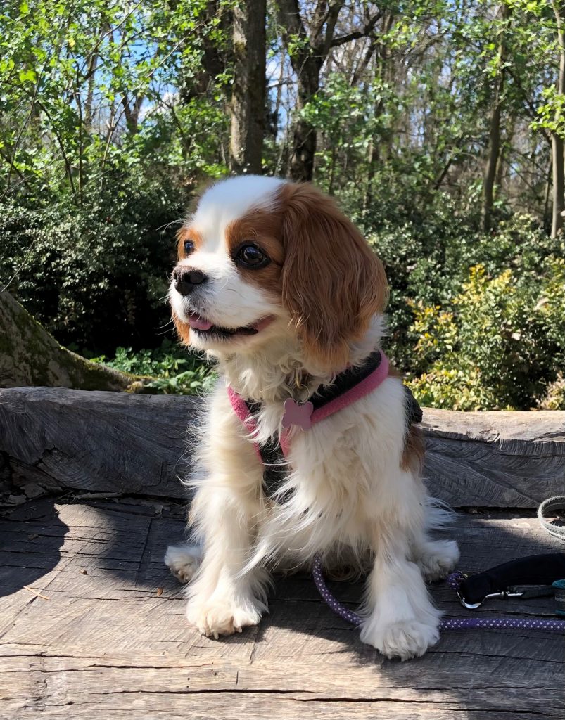 Protein Losing Enteropathy (PLE) – Cavalier Matters