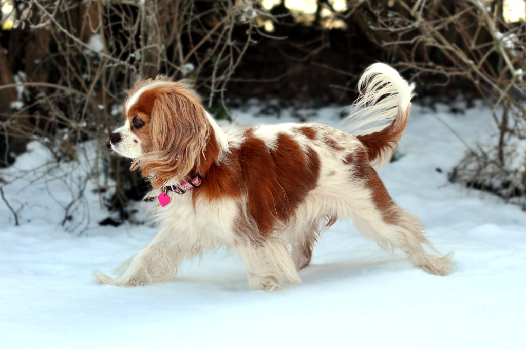 Heart Disease (MVD) Part 1 – Cavalier Matters